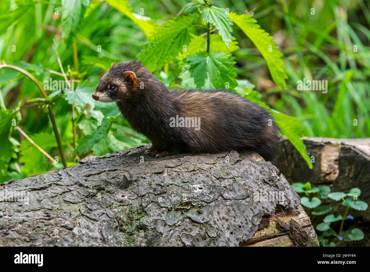European polecat (Mustela putorius) foraging in forest Stock Photo - Alamy