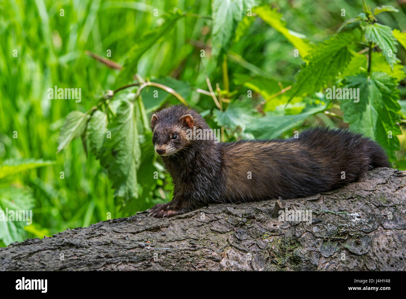 Mustelids predators hi-res stock photography and images - Alamy