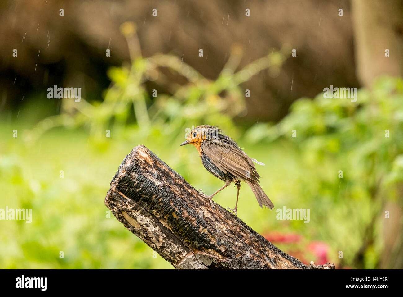Wet robin bird hi-res stock photography and images - Alamy