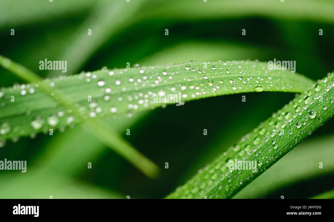 morning dew drops Stock Photo - Alamy