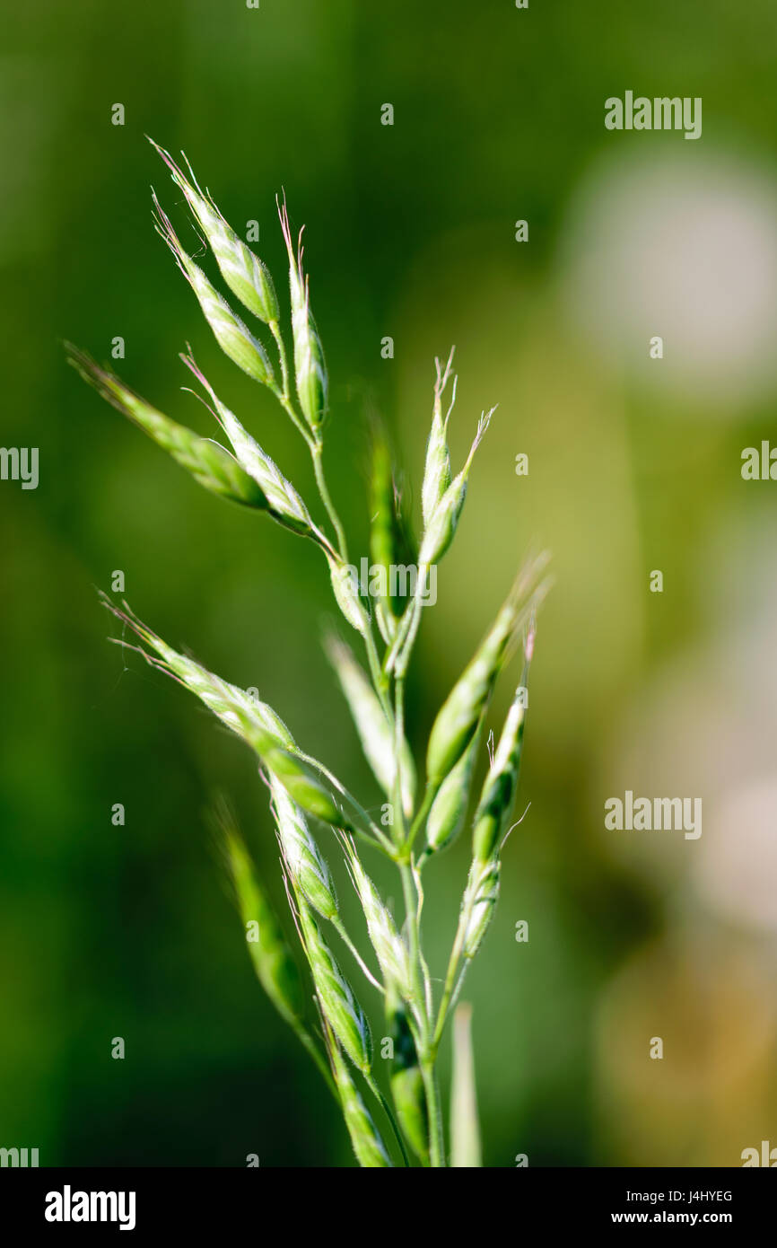 Plant backgrounds hi-res stock photography and images - Alamy