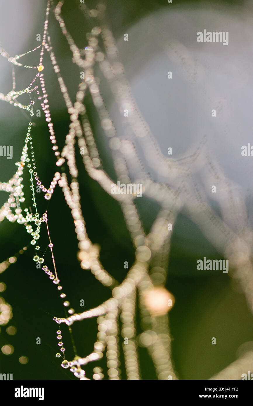 rain drops on spider web Stock Photo - Alamy