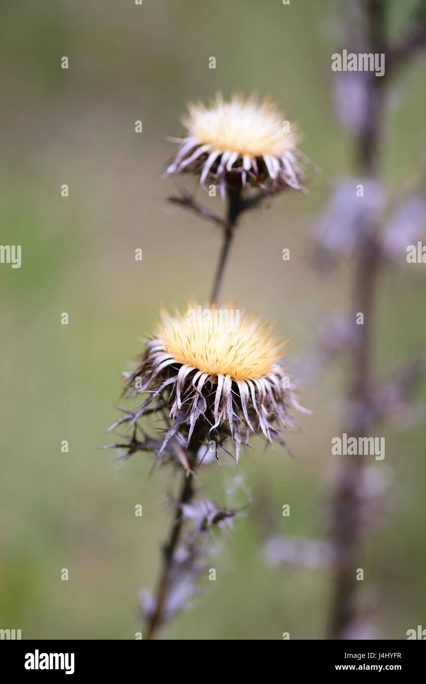 Up close beauty of wild plants hi-res stock photography and images - Alamy