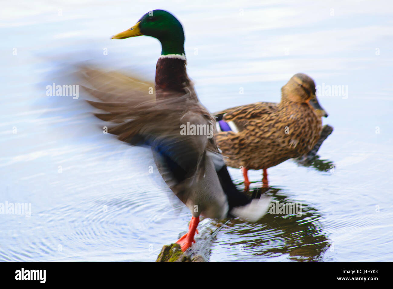 Duck wing detail hi-res stock photography and images - Alamy