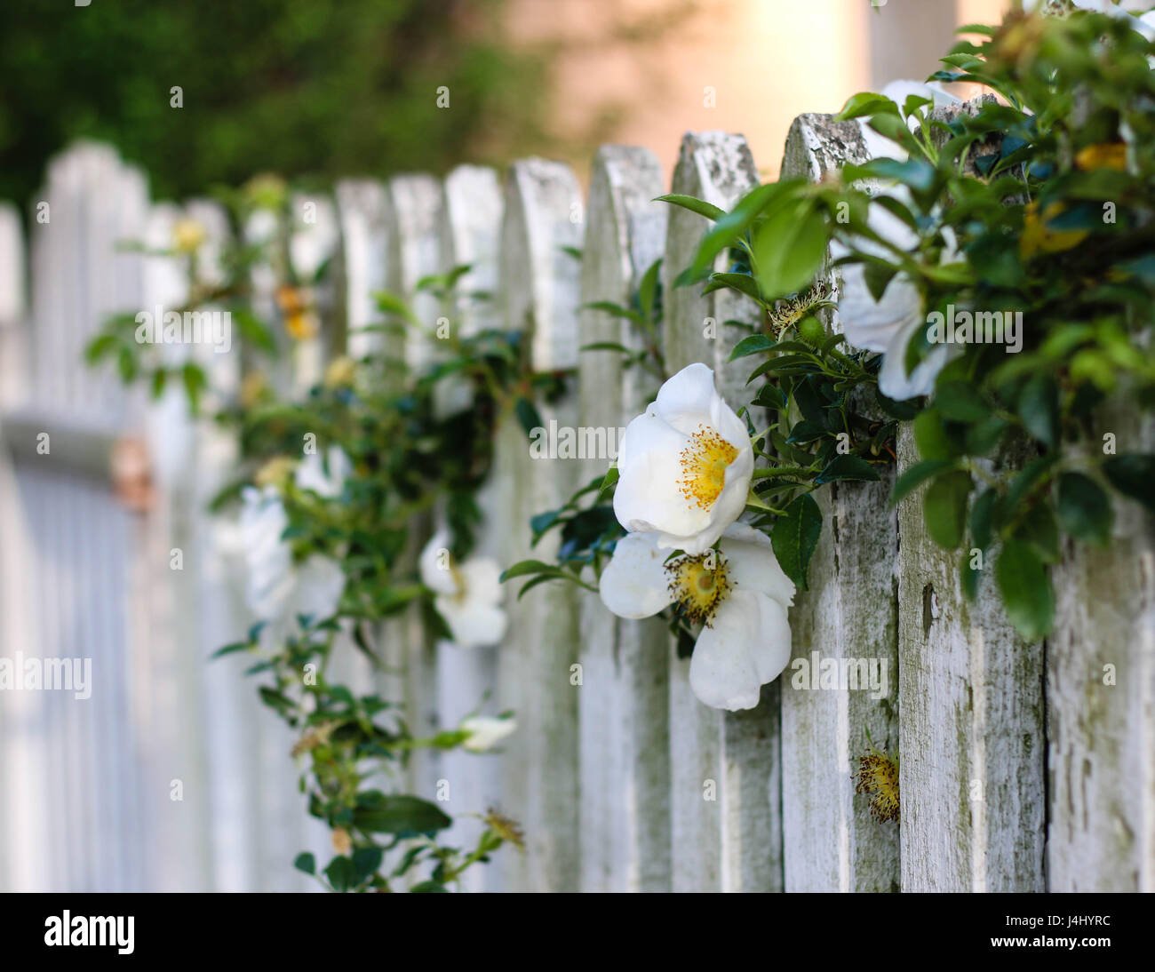 White Fence With Spring Flowers