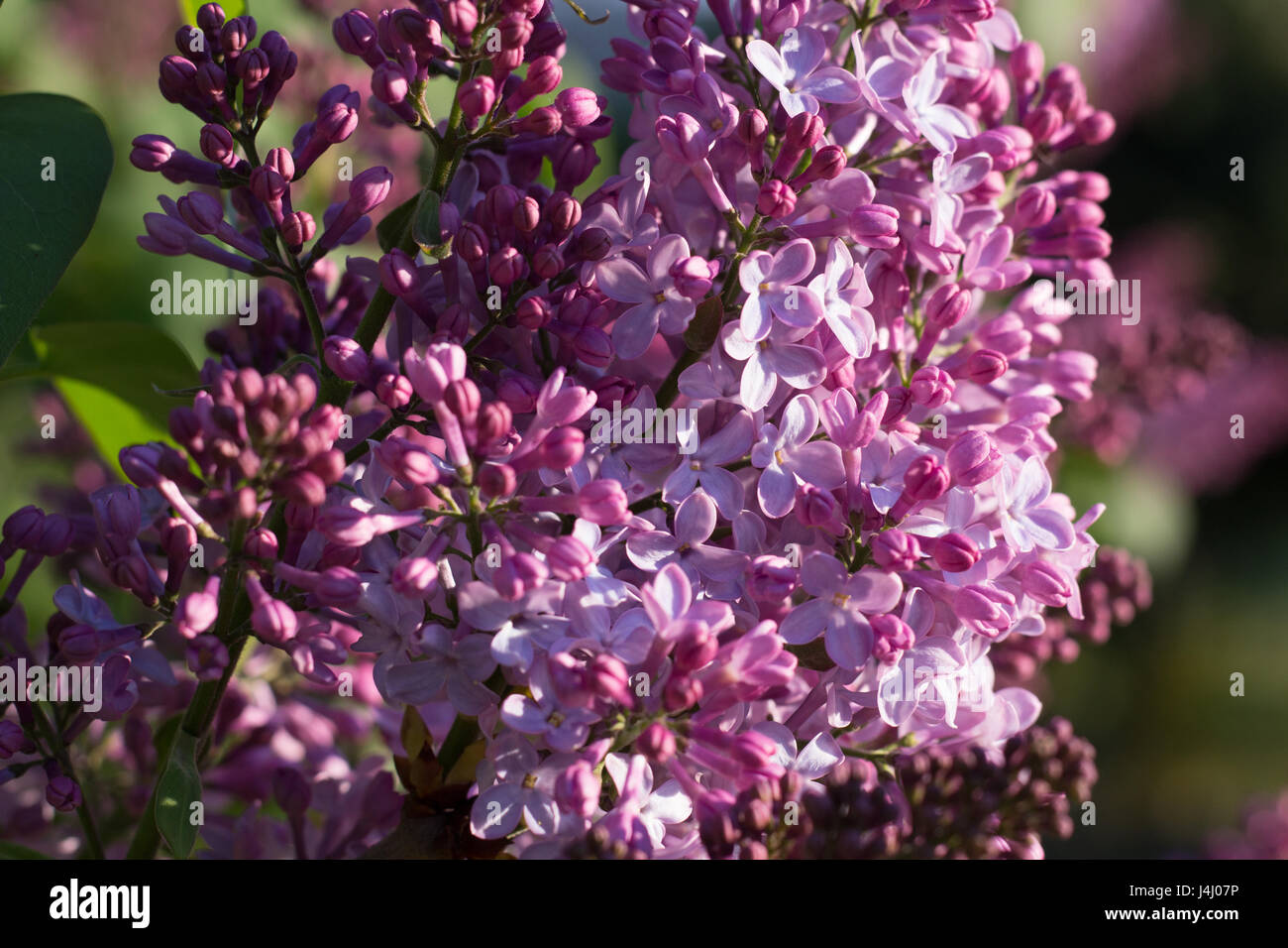 Purple syringa vulgaris bush hi-res stock photography and images - Alamy