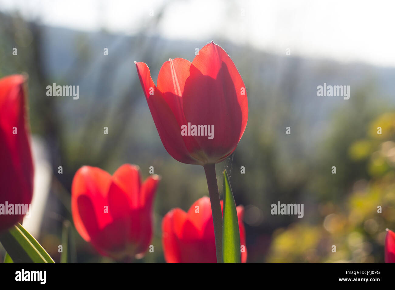Red Tulips in the Sunset Stock Photo - Alamy