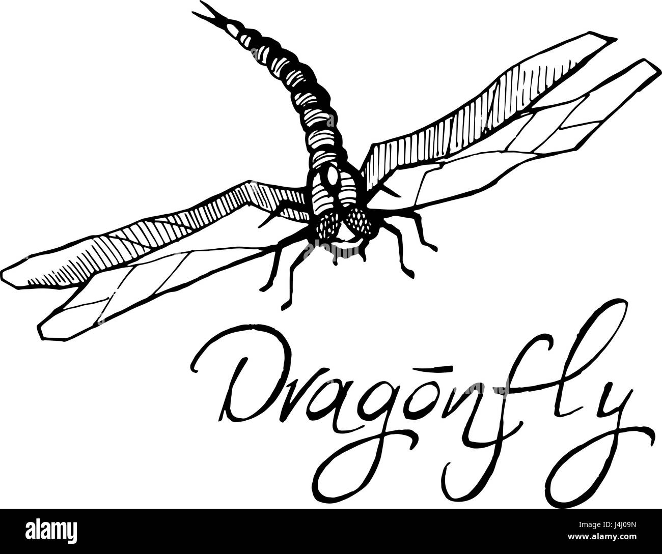 Hand drawn ink vector illustration of dragonfly sketch style iso Stock ...