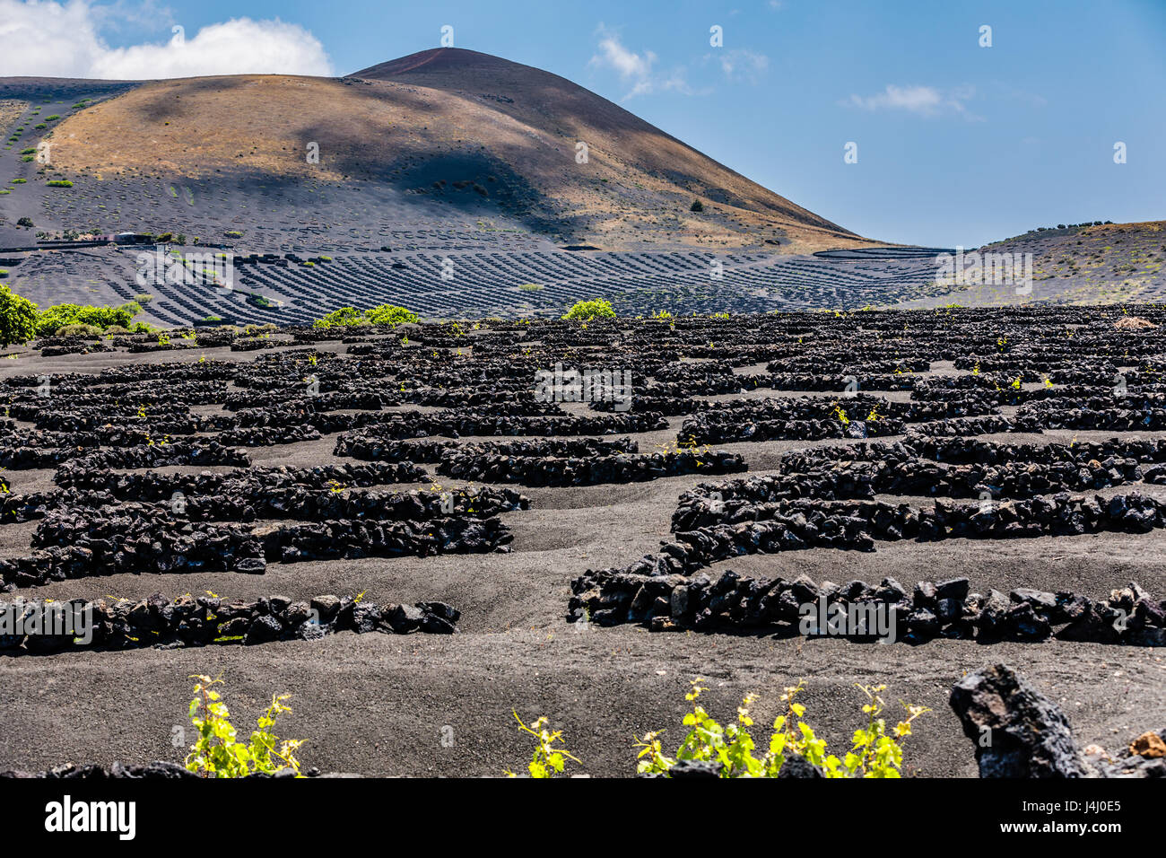 Wine grapes grow in the lava of Lanzarote Stock Photo - Alamy