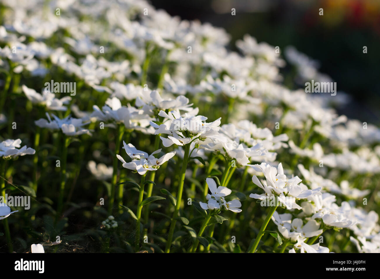 White Musk Mallow Flower High Resolution Stock Photography and Images ...