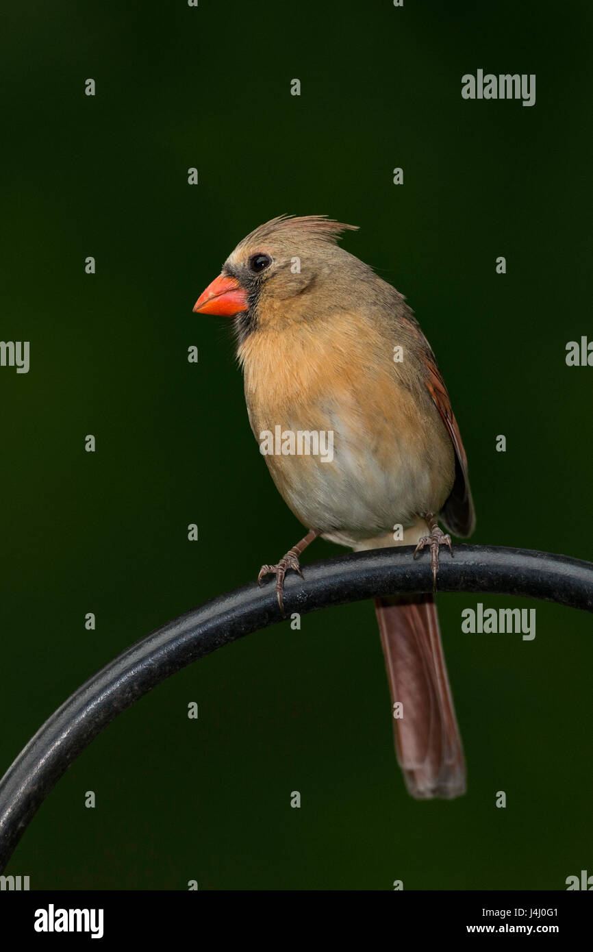 Female Northern Cardinal Stock Photo - Alamy