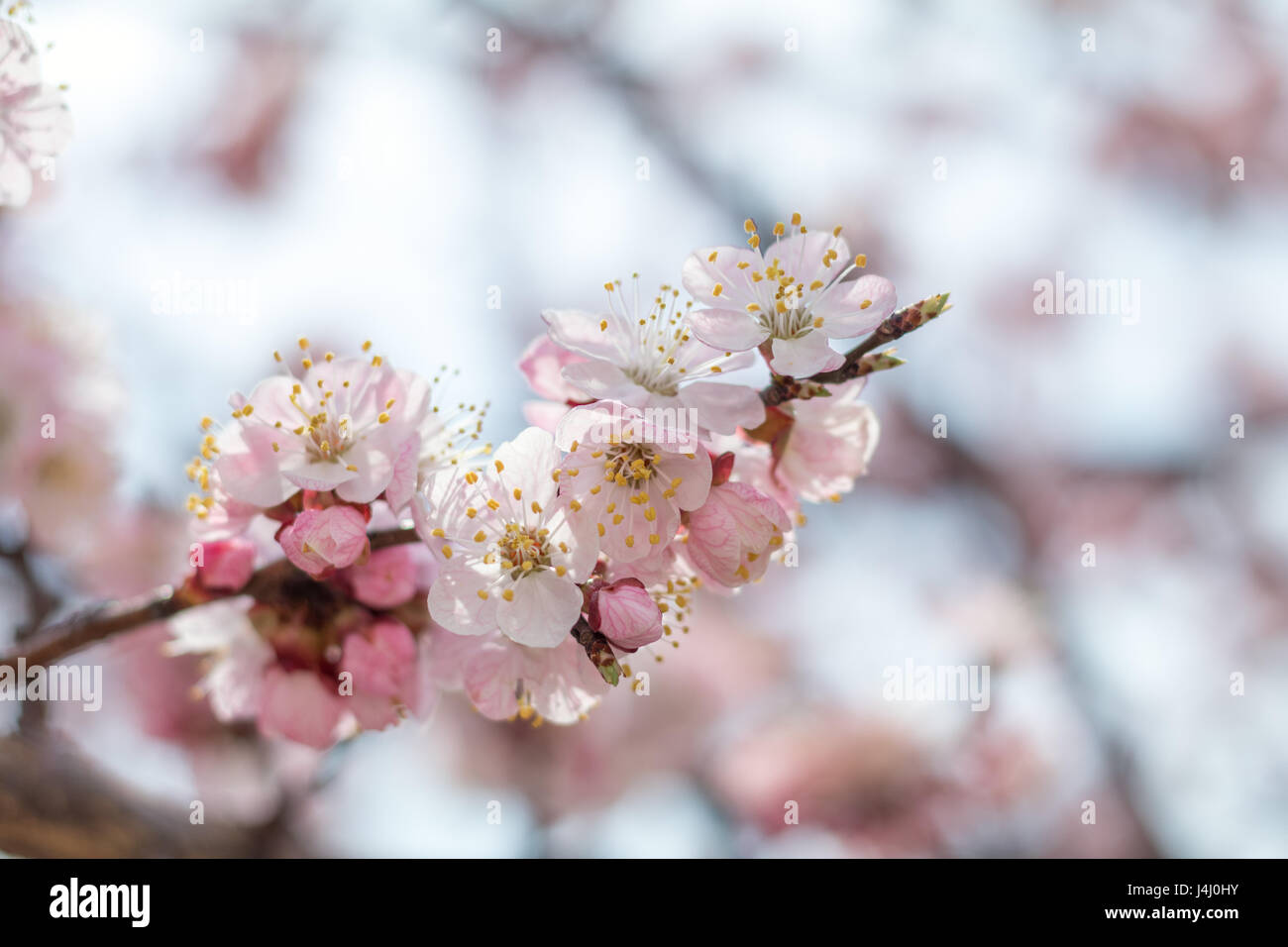 Spring background art with pink blossom. Beautiful nature scene with ...
