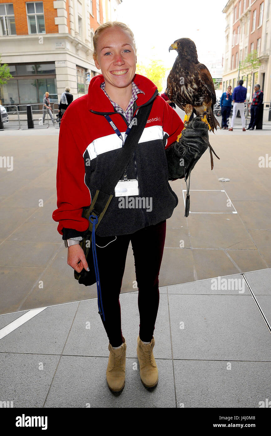 Jaime and Jerry the hawk working at BBC Headquarters. Jerry is a pigeon ...