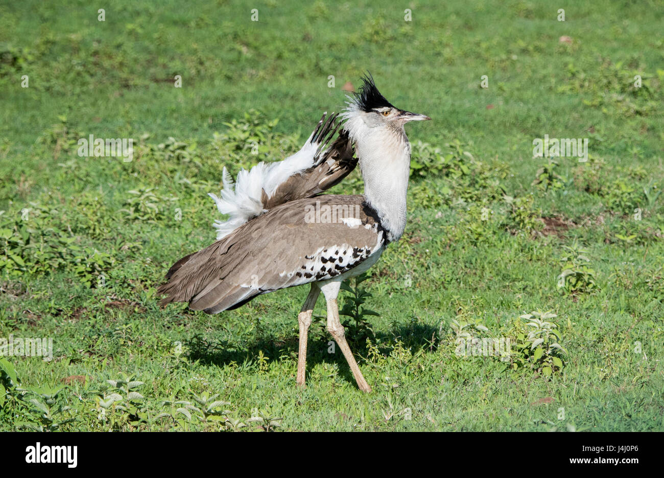 Africa's Largest Flying Bird the Kori Bustard (Ardeotis kori) in Full ...