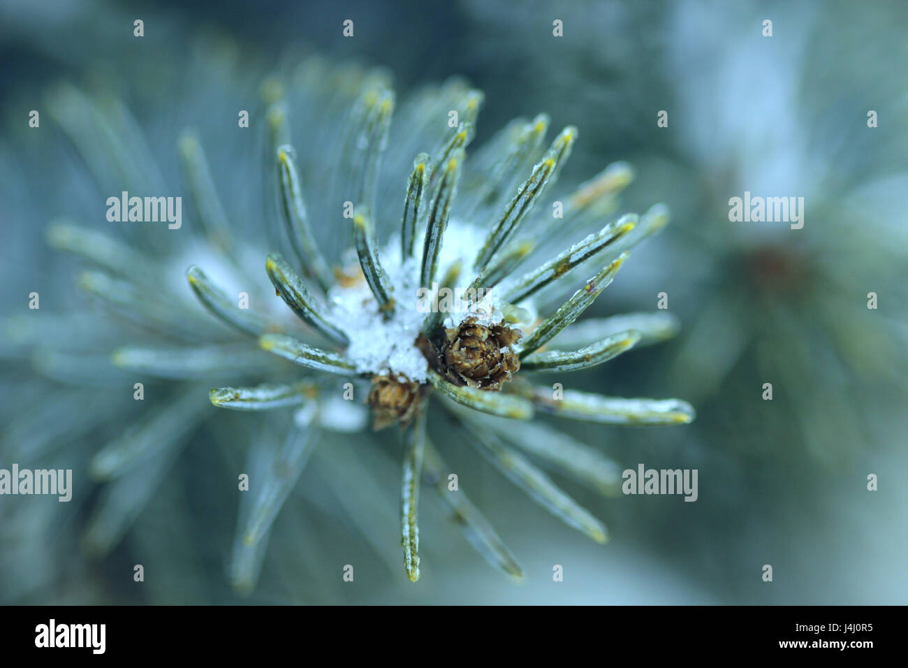 Pine tree macro Stock Photo - Alamy