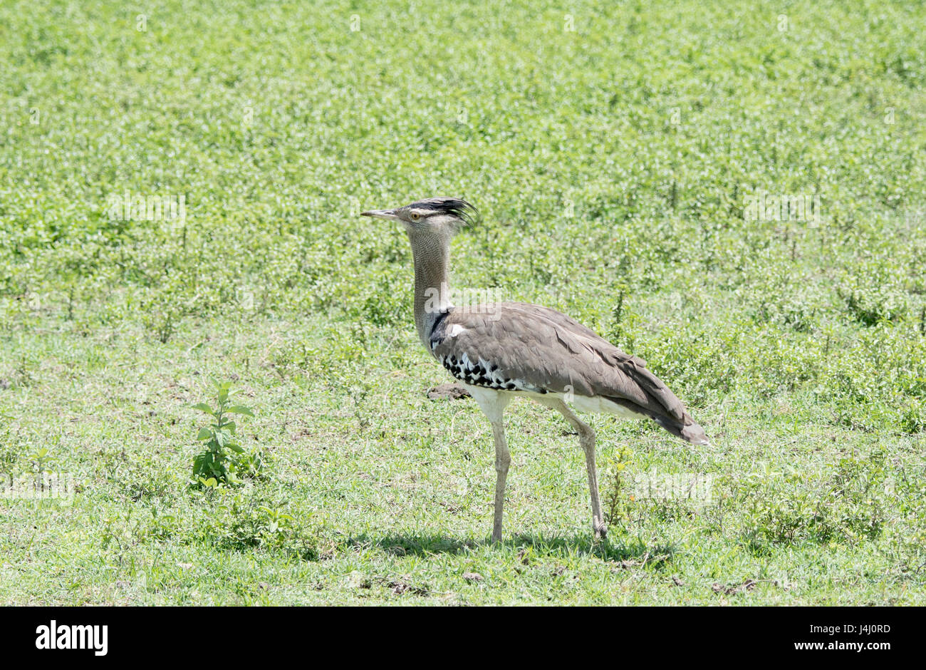Africa's Largest Flying Bird the Kori Bustard (Ardeotis kori) on a ...
