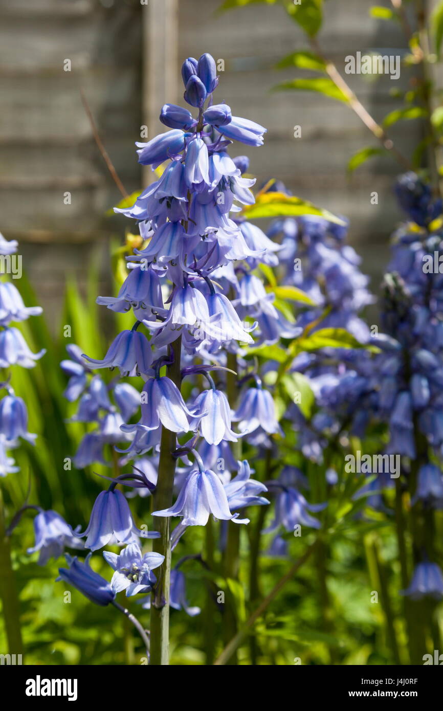 Spanish BlueBells (Hyacinthoides hispanica) flowering in a garden ...