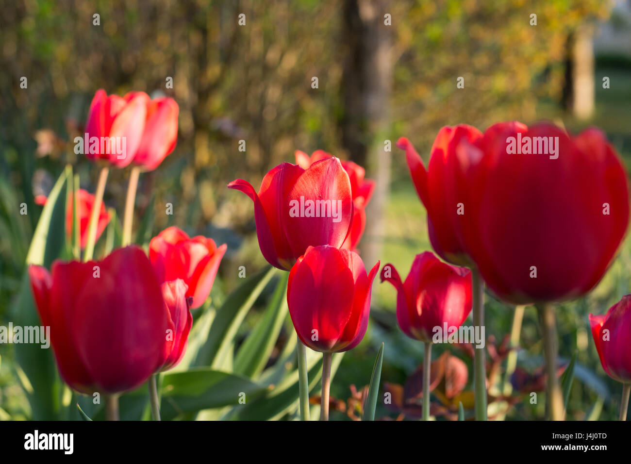 Tulips flower field in sunset hi-res stock photography and images - Alamy