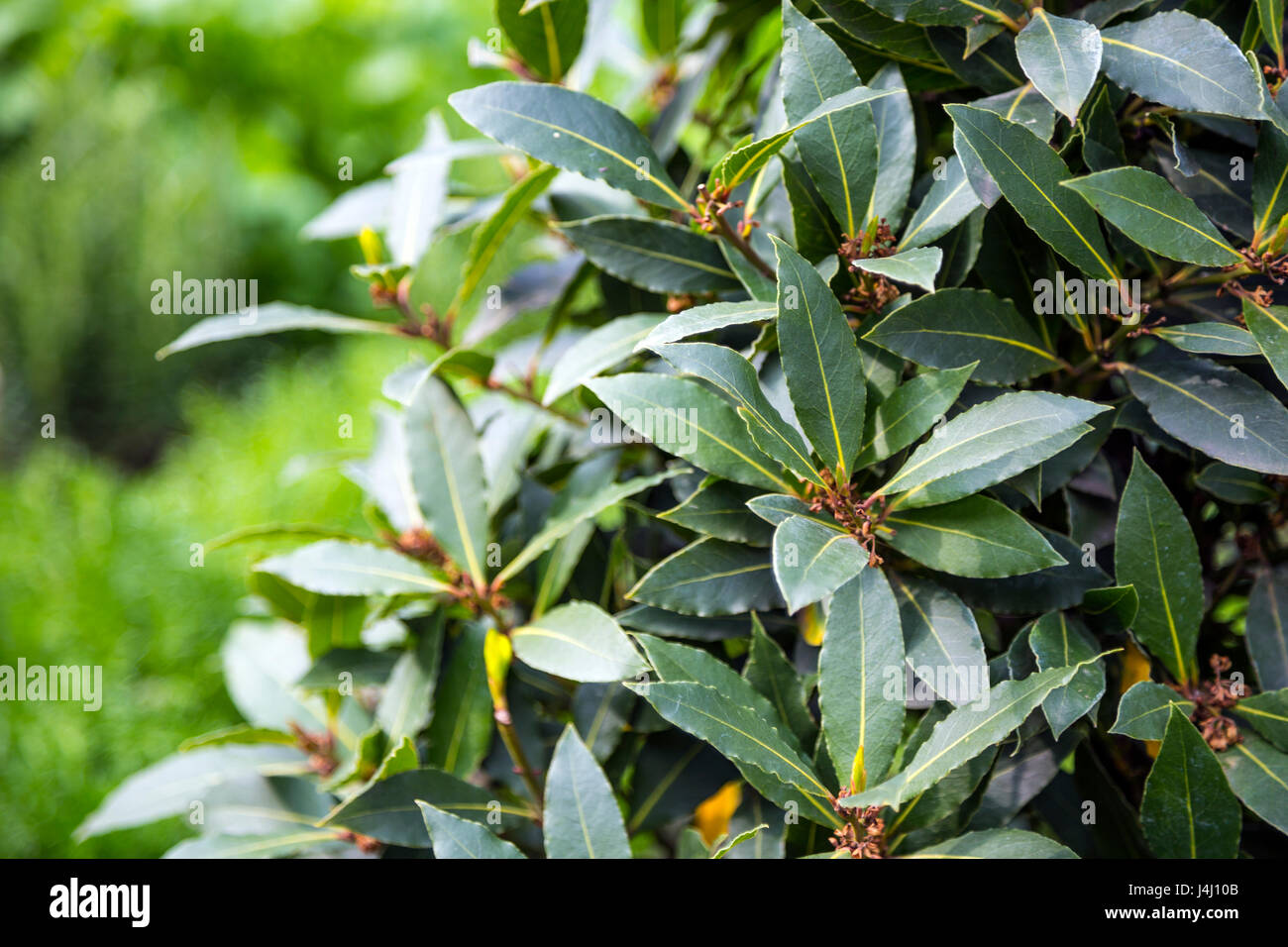Laurus nobilis hi-res stock photography and images - Alamy