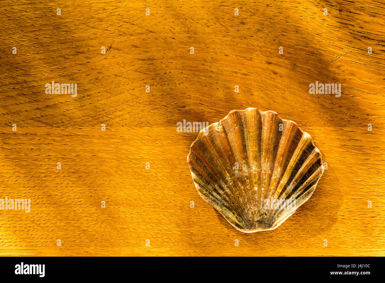 A simple sea shell design Stock Photo - Alamy