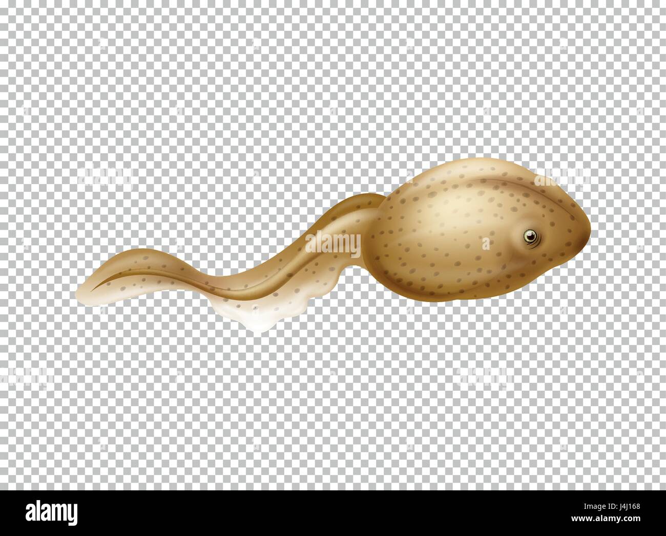 Brown tadpole on transparent background illustration Stock Vector Image ...