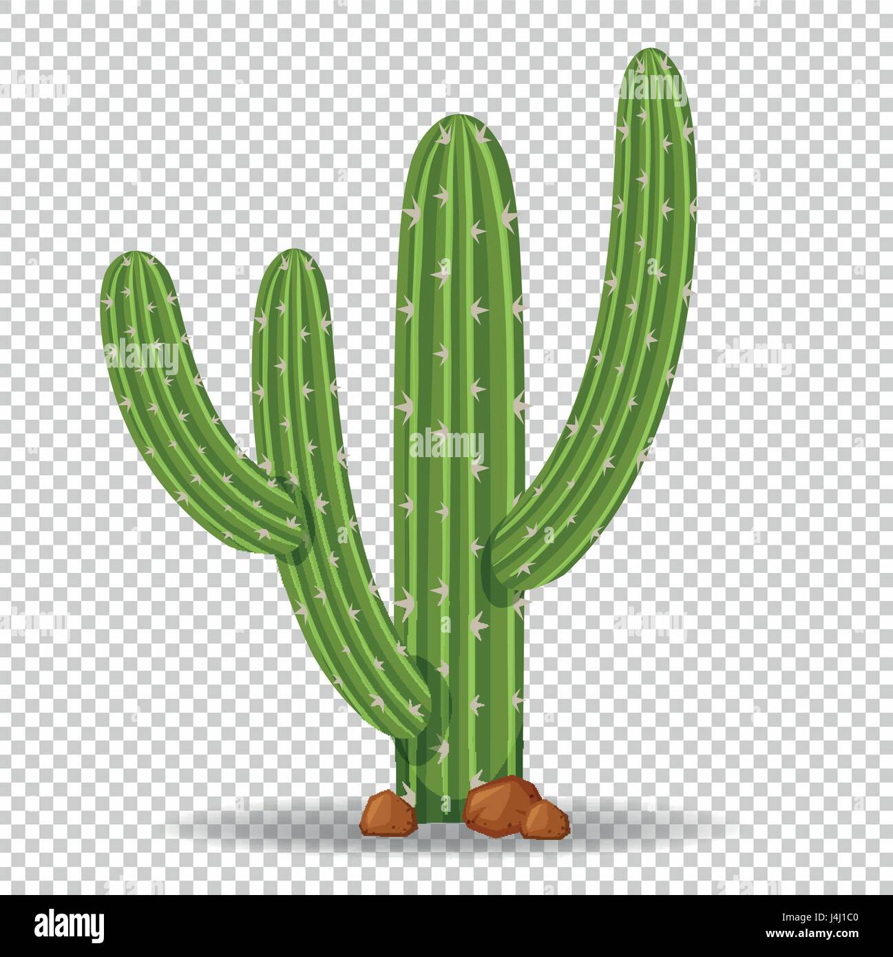 Cactus tree on transparent background illustration Stock Vector Image ...