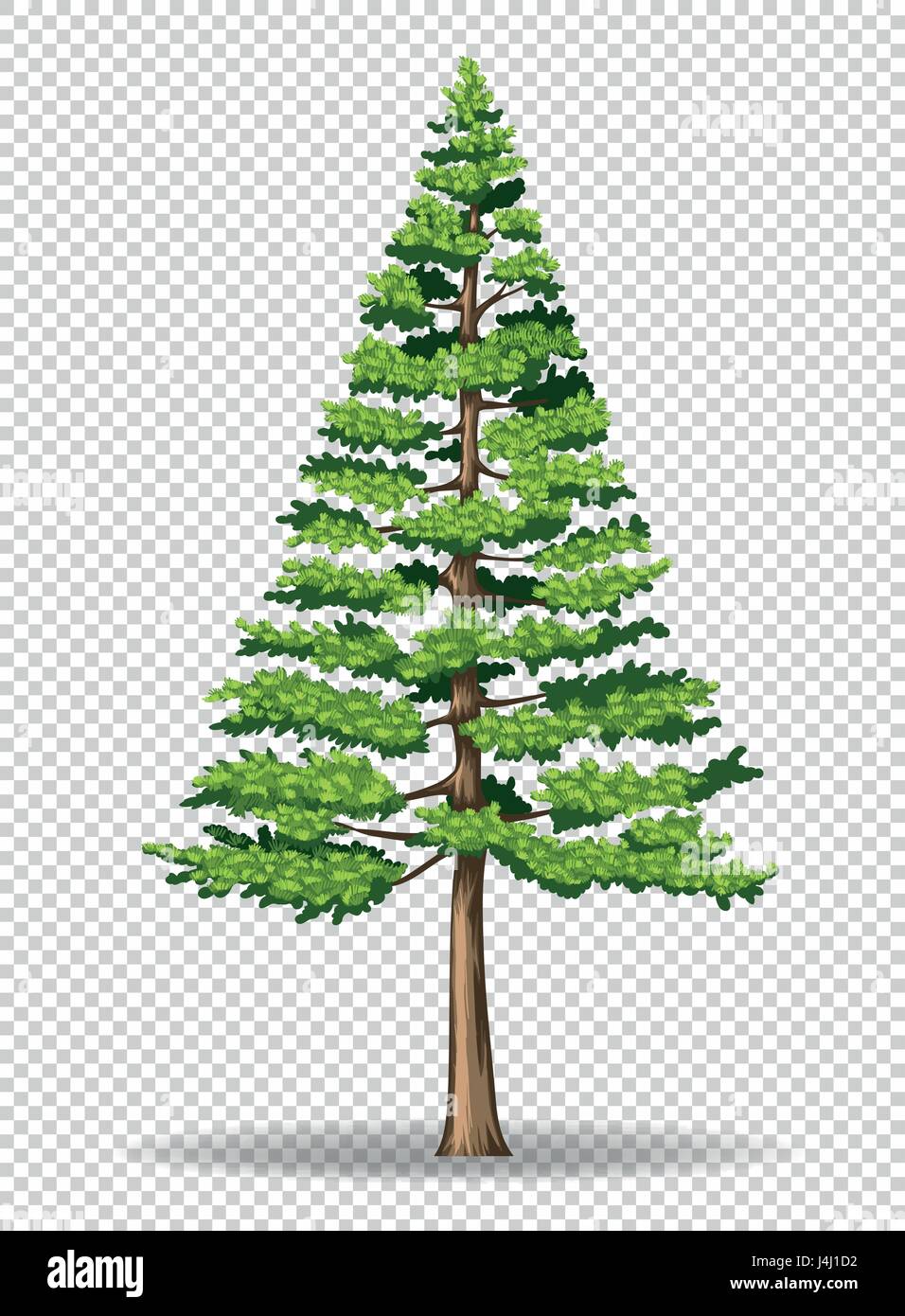 Pine tree on transparent background illustration Stock Vector Image ...