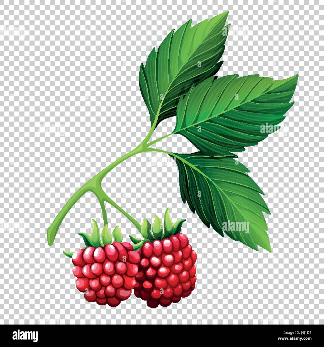 Red white raspberries on Stock Vector Images - Alamy