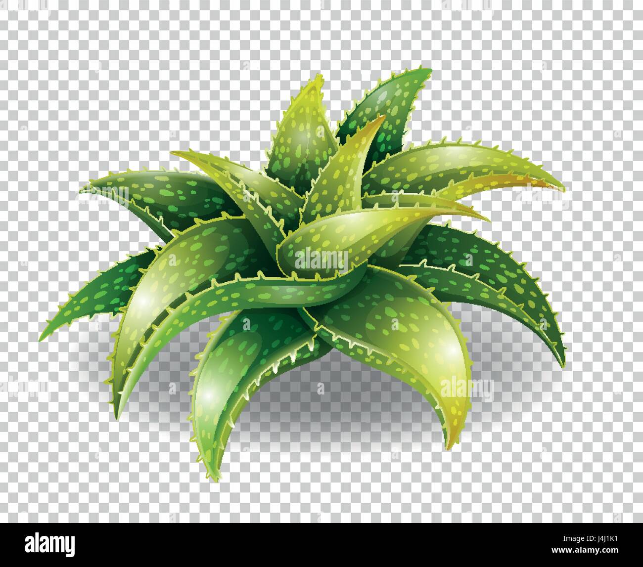 Aloe vera plant on transparent background illustration Stock Vector ...