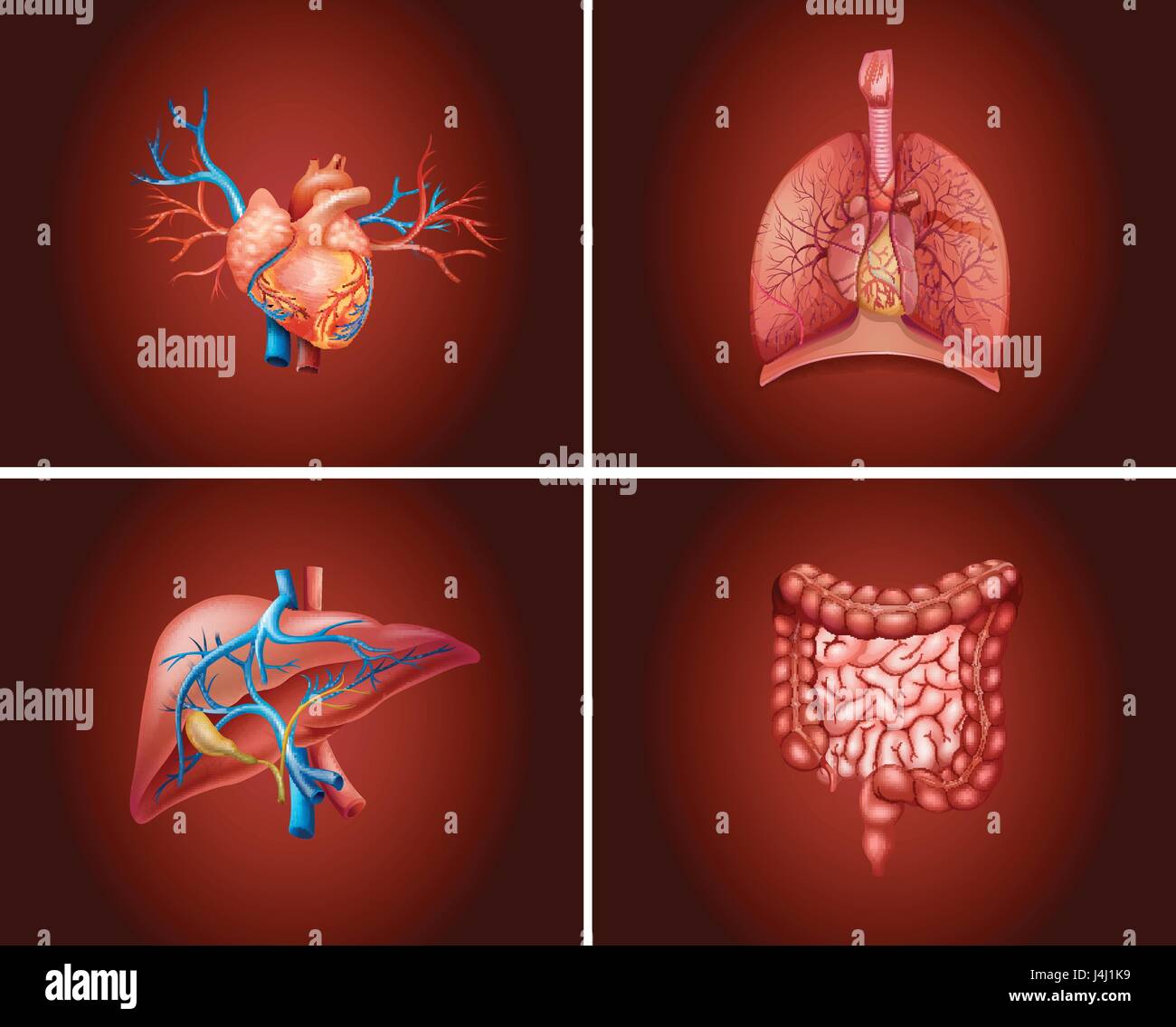 Human organs hi-res stock photography and images - Alamy
