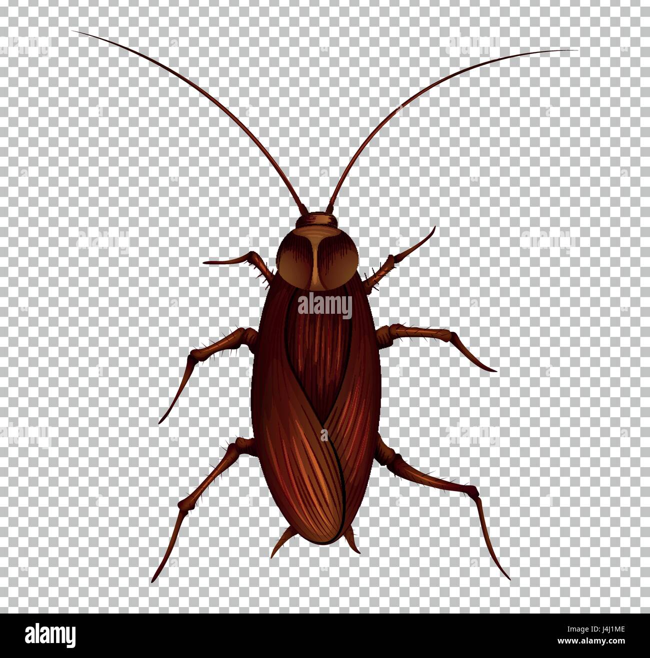 Brown cockroach on transparent background illustration Stock Vector ...