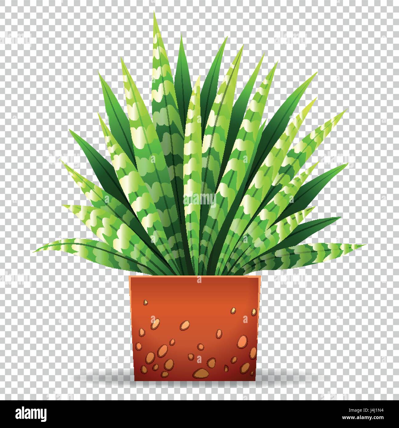 Plant in pot on transparent background illustration Stock Vector Image ...