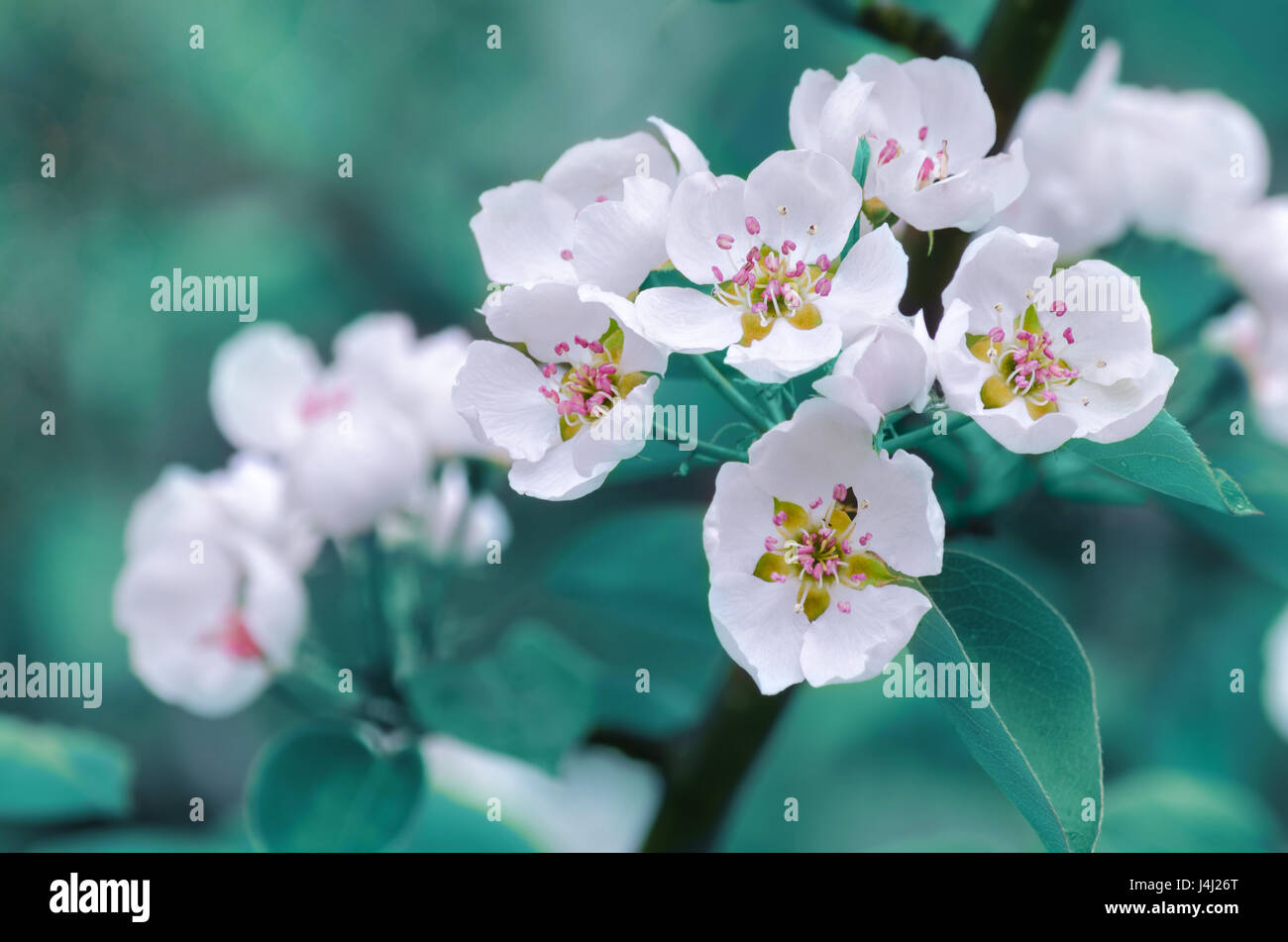 Flowering fruit trees Stock Photo - Alamy