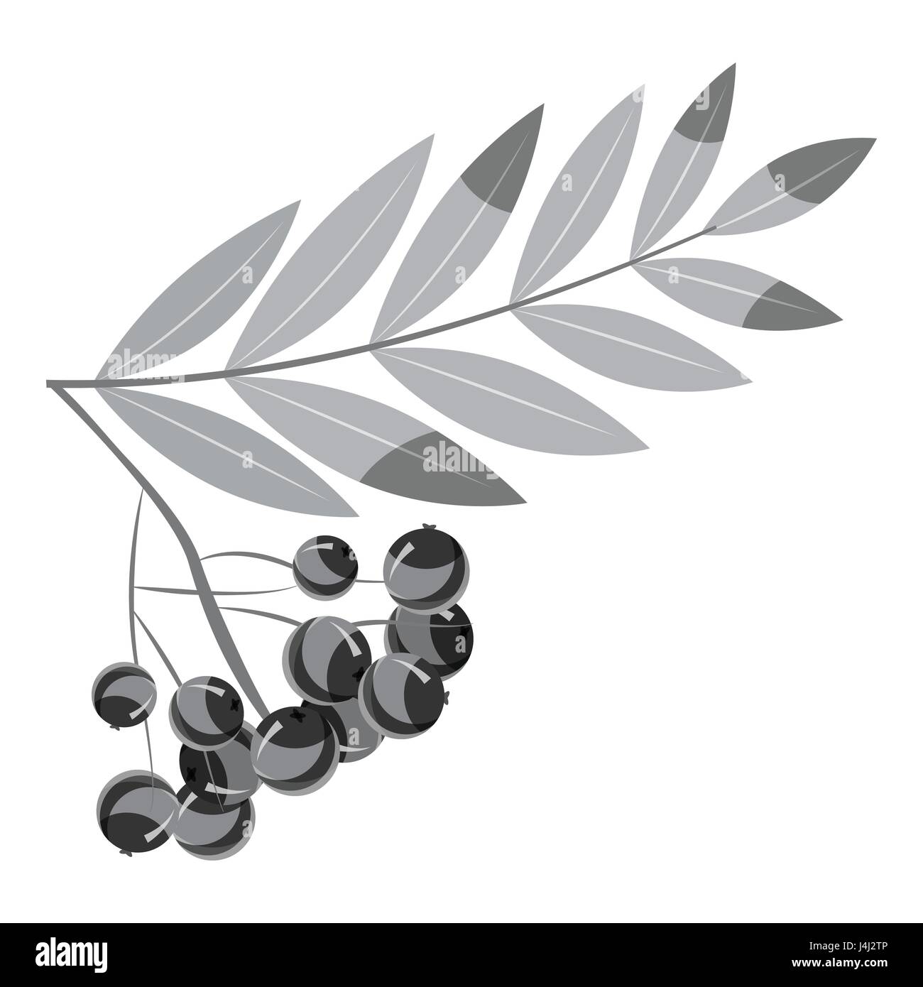 Rowan branch icon, gray monochrome style Stock Vector Image & Art - Alamy