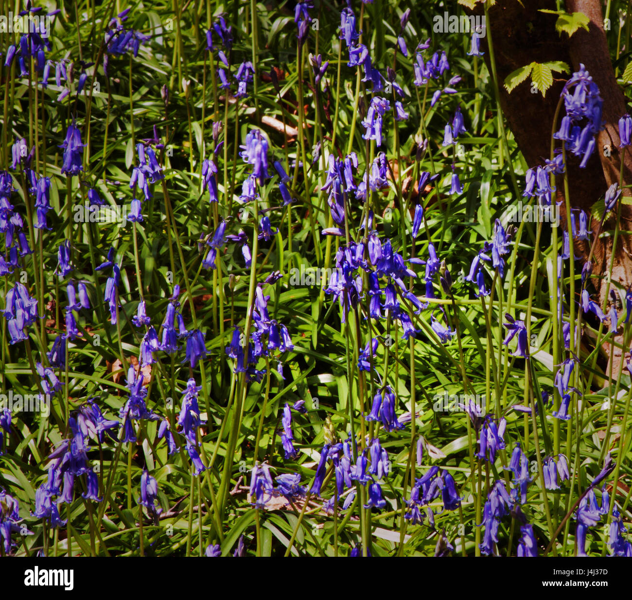Bluebells by the tree, viewed in detail from close-up Stock Photo - Alamy