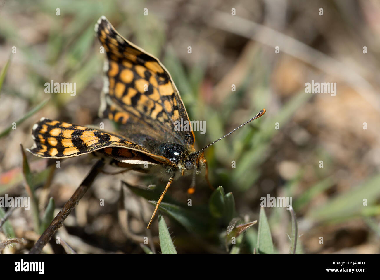 Sick butterfly hi-res stock photography and images - Alamy