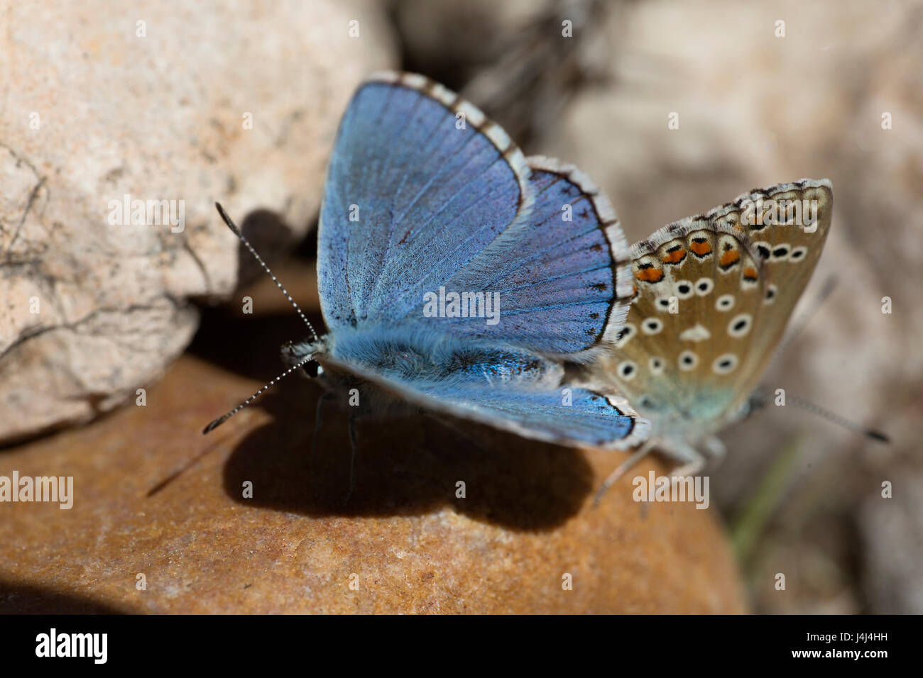 Couple of Common blue butterflies copulating in spring. Scientific name ...
