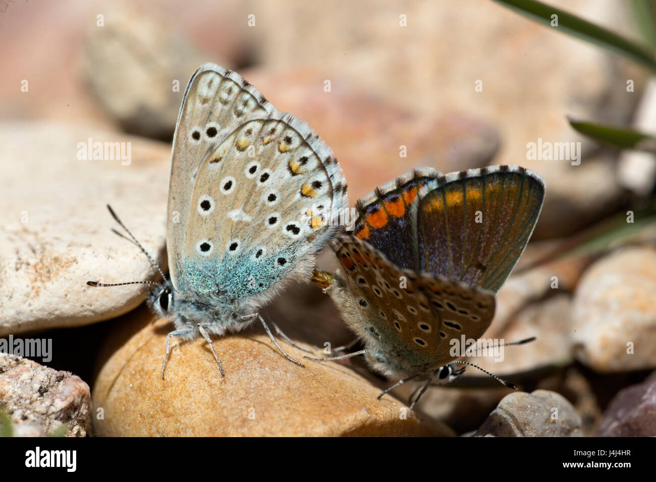 Couple of Common blue butterflies copulating in spring. Scientific name ...