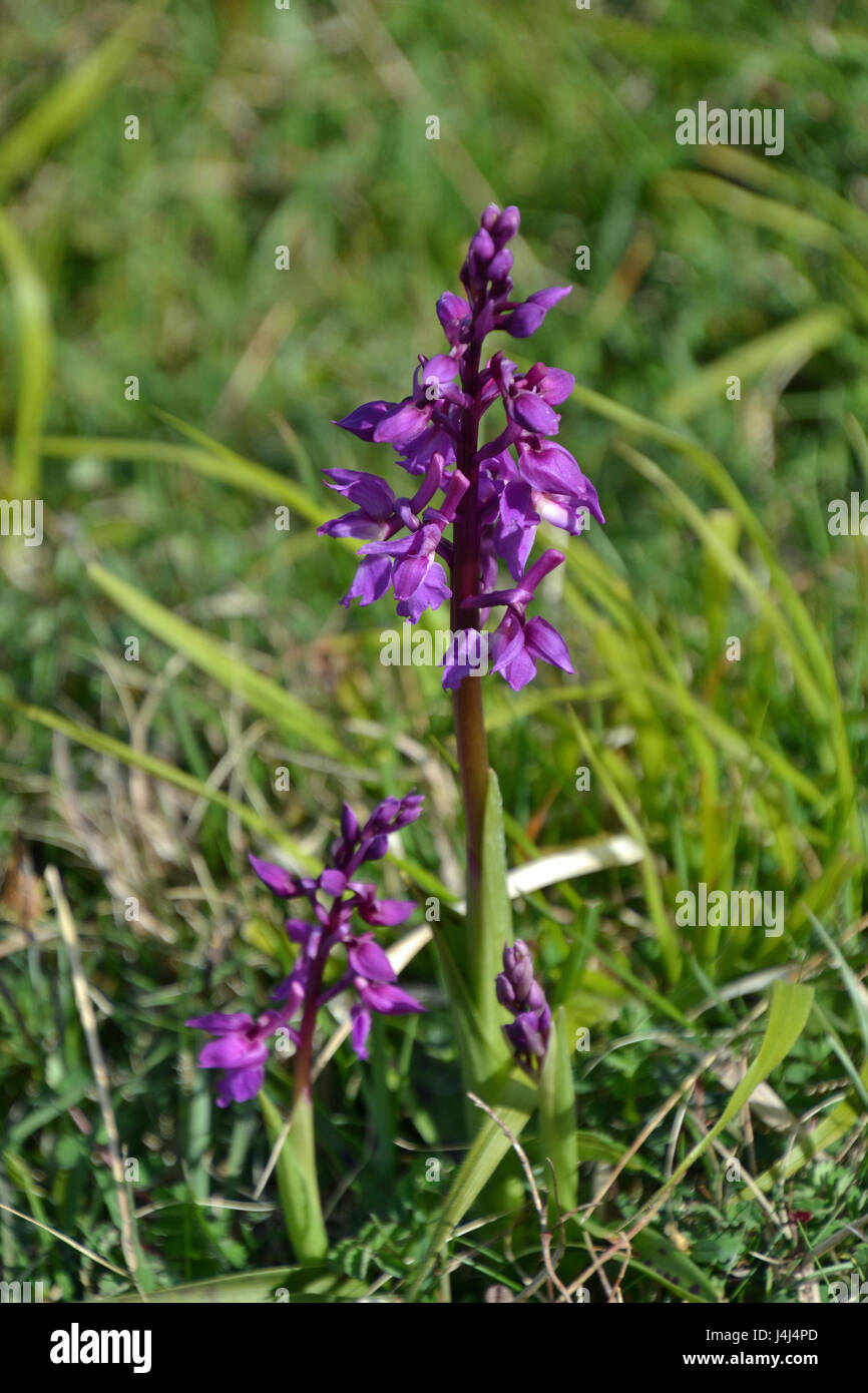 British orchid rare wildflower hi-res stock photography and images - Alamy