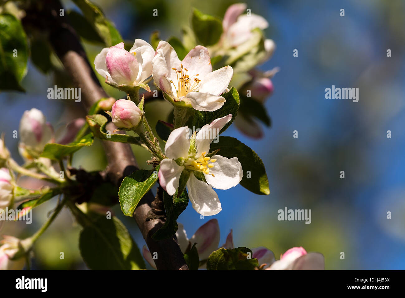 Flowers of apple tree in spring Stock Photo - Alamy