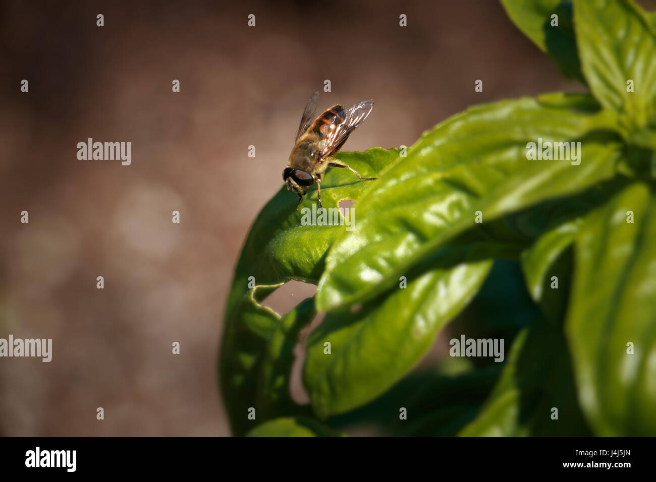 Honey Bee on Basil (Ocimum basilicum Stock Photo - Alamy