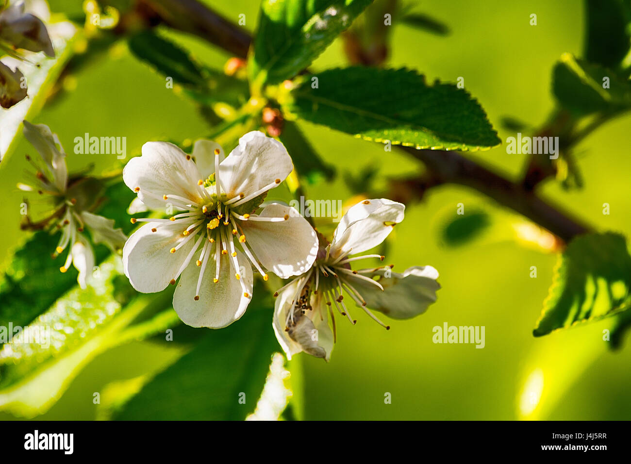 Flowers of cherry tree Stock Photo - Alamy