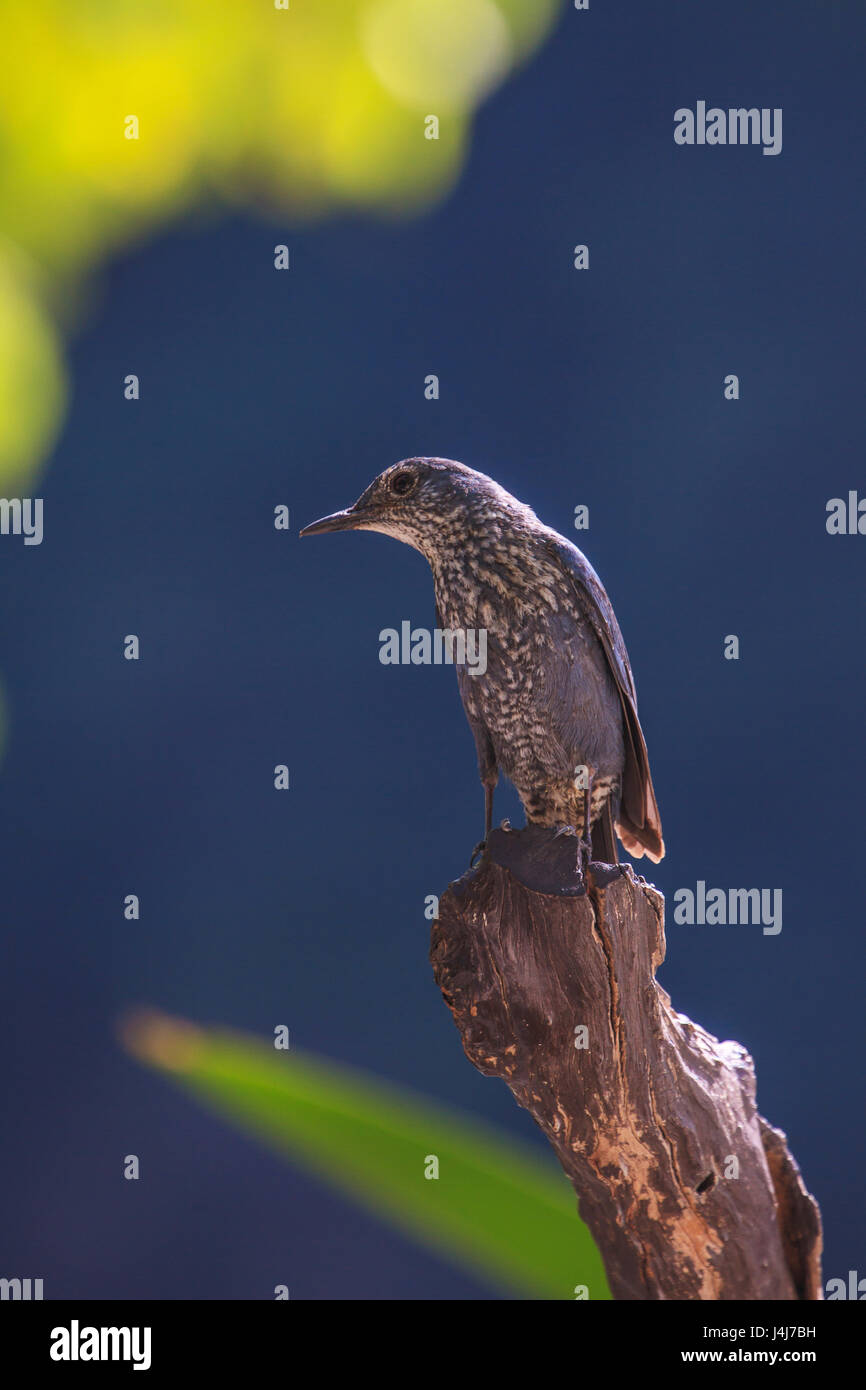 Blue Rock Thrush bird (Monticola solitarius) standing in nature Stock ...