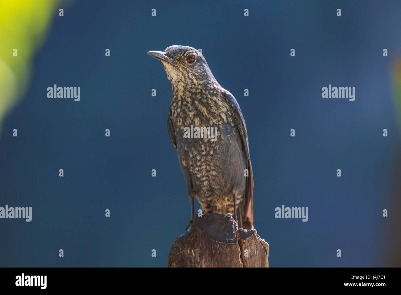 Blue rock thrush bird hi-res stock photography and images - Alamy