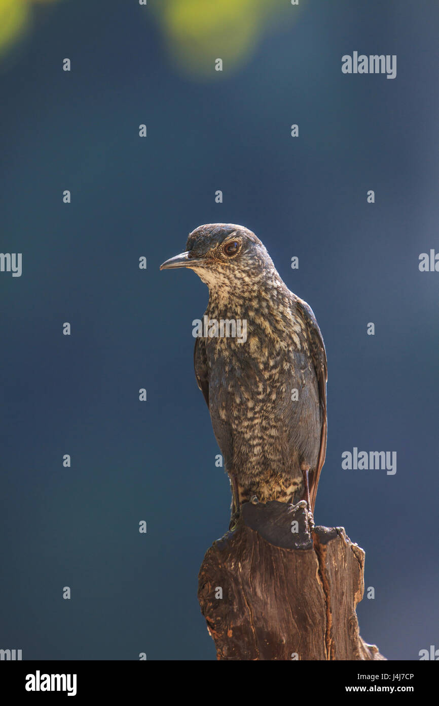 Blue Rock Thrush bird (Monticola solitarius) standing in nature Stock ...