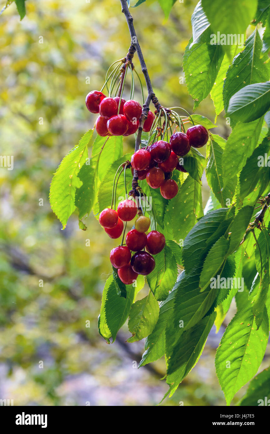 Wild cherries hanging on banch with green leaves Stock Photo - Alamy