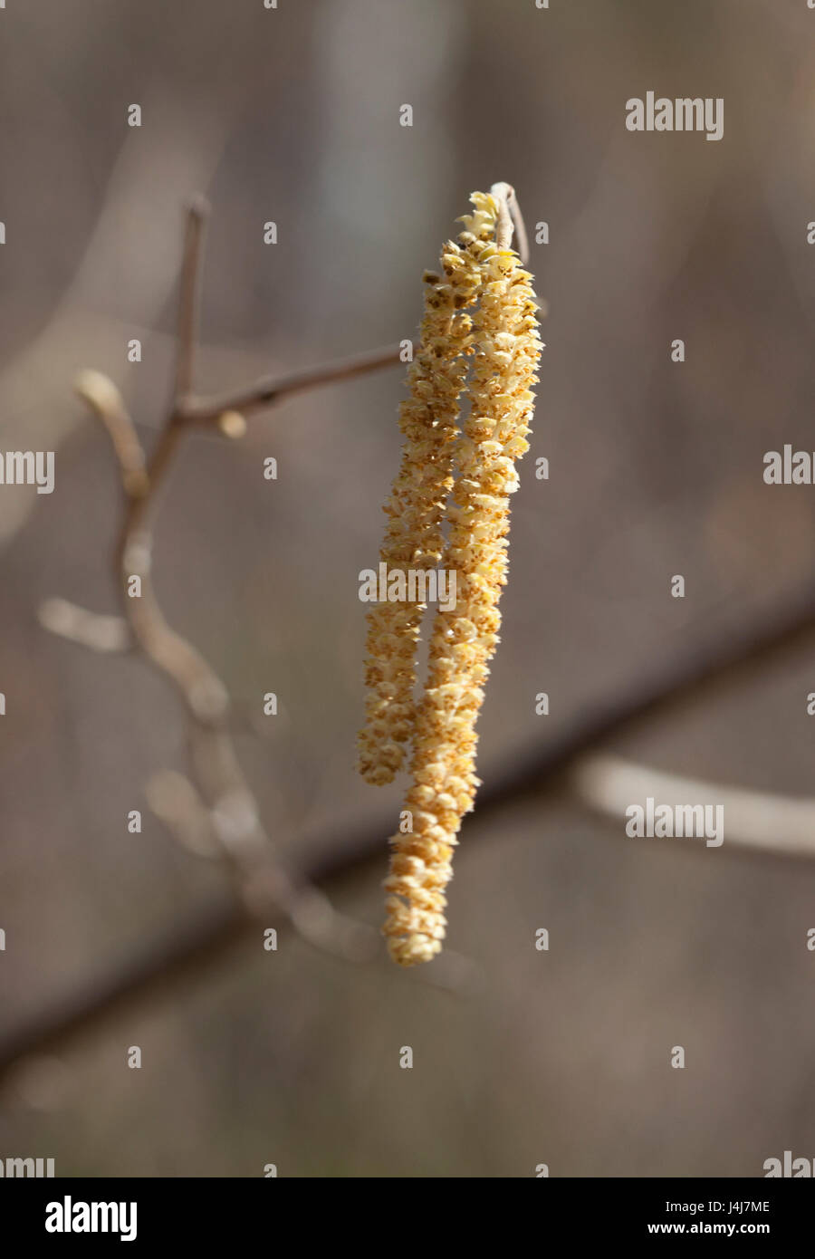 Hazel catkin pollen hi-res stock photography and images - Alamy