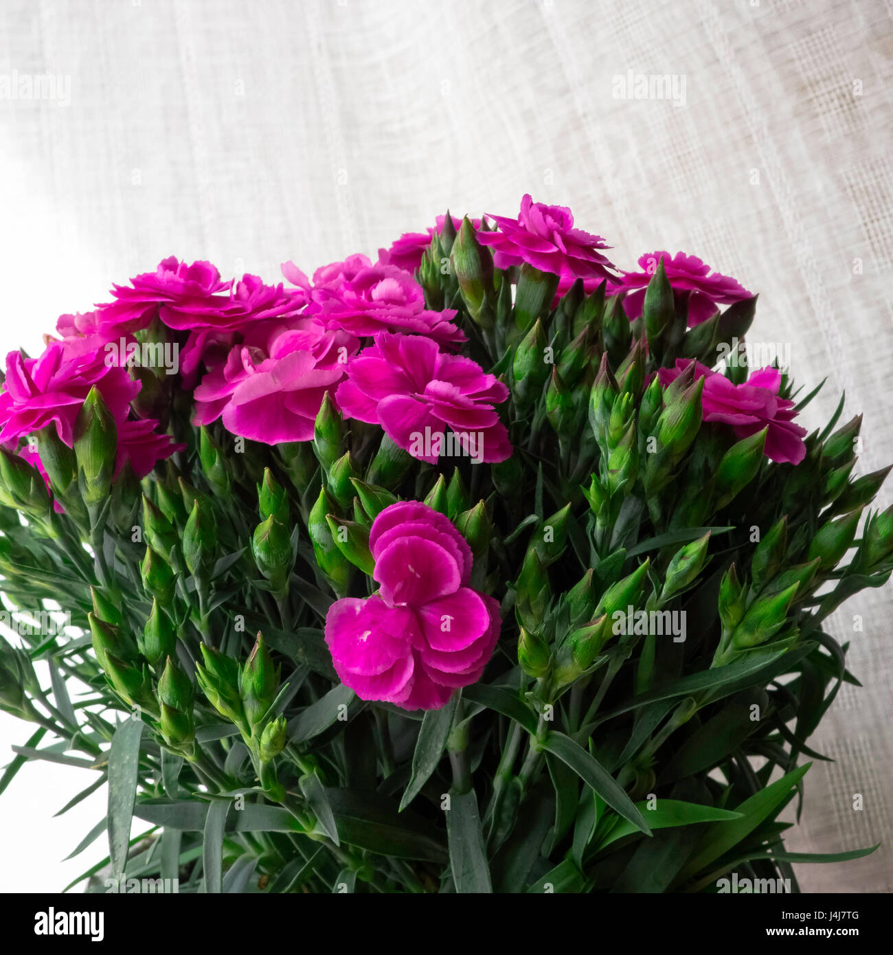 Azalea plant in bloom Stock Photo - Alamy