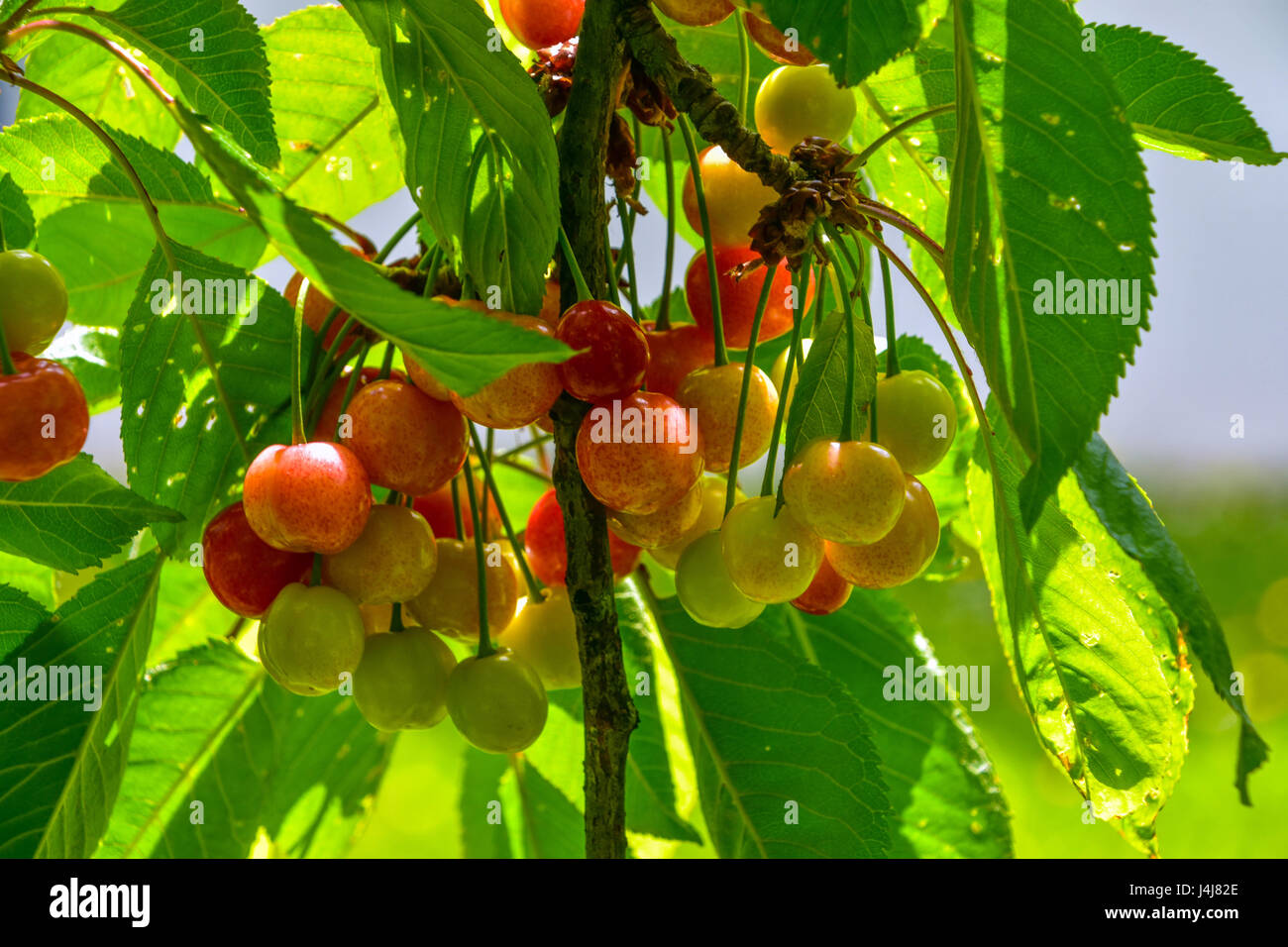 Wild cherries hanging on banch with green leaves Stock Photo - Alamy