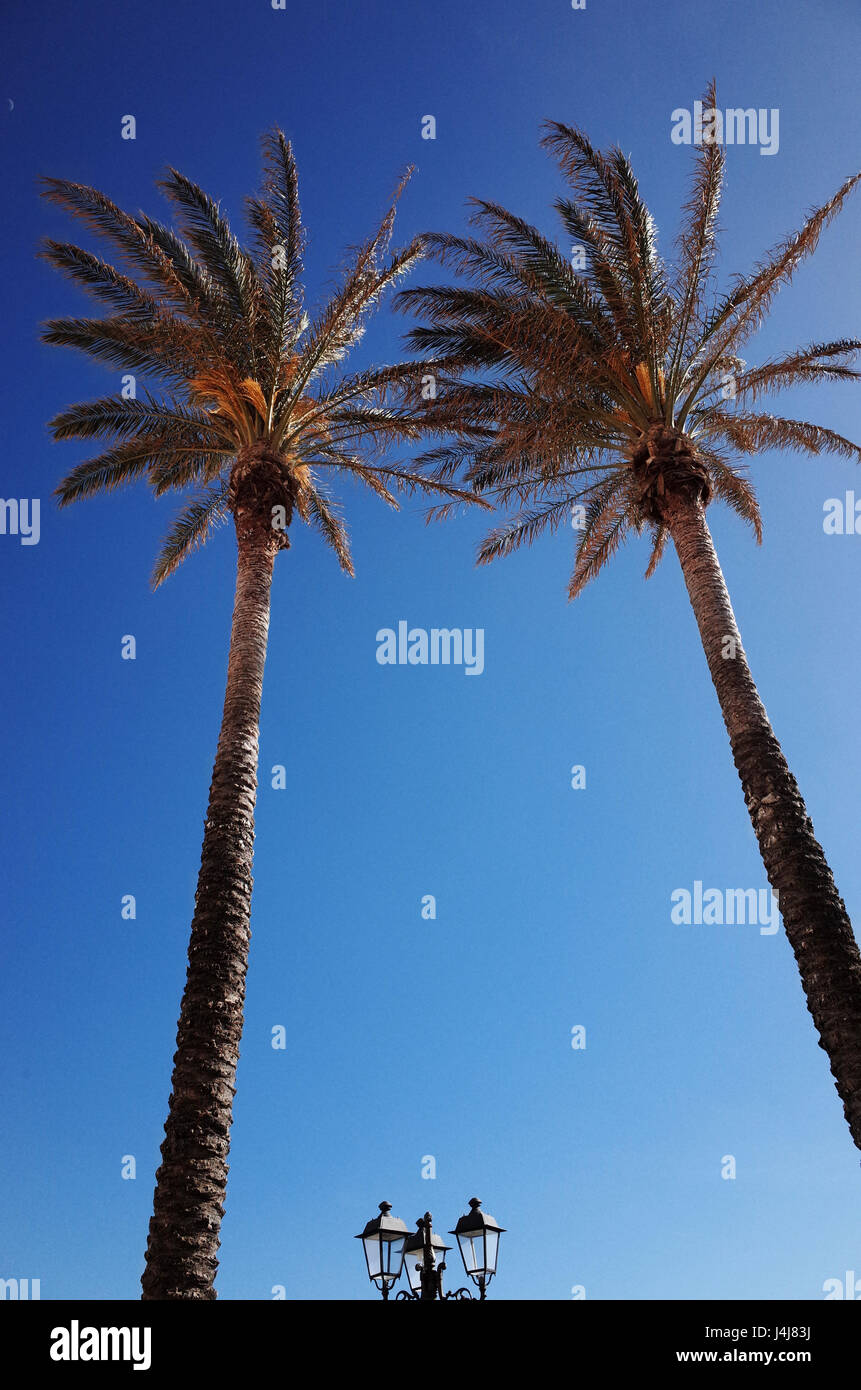 American palm washingtonia robusta hi-res stock photography and images ...